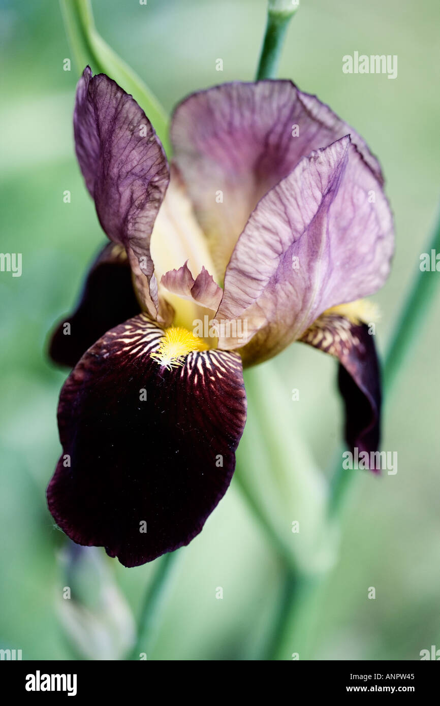 Bearded Iris 'Magic Man' Stock Photo - Alamy