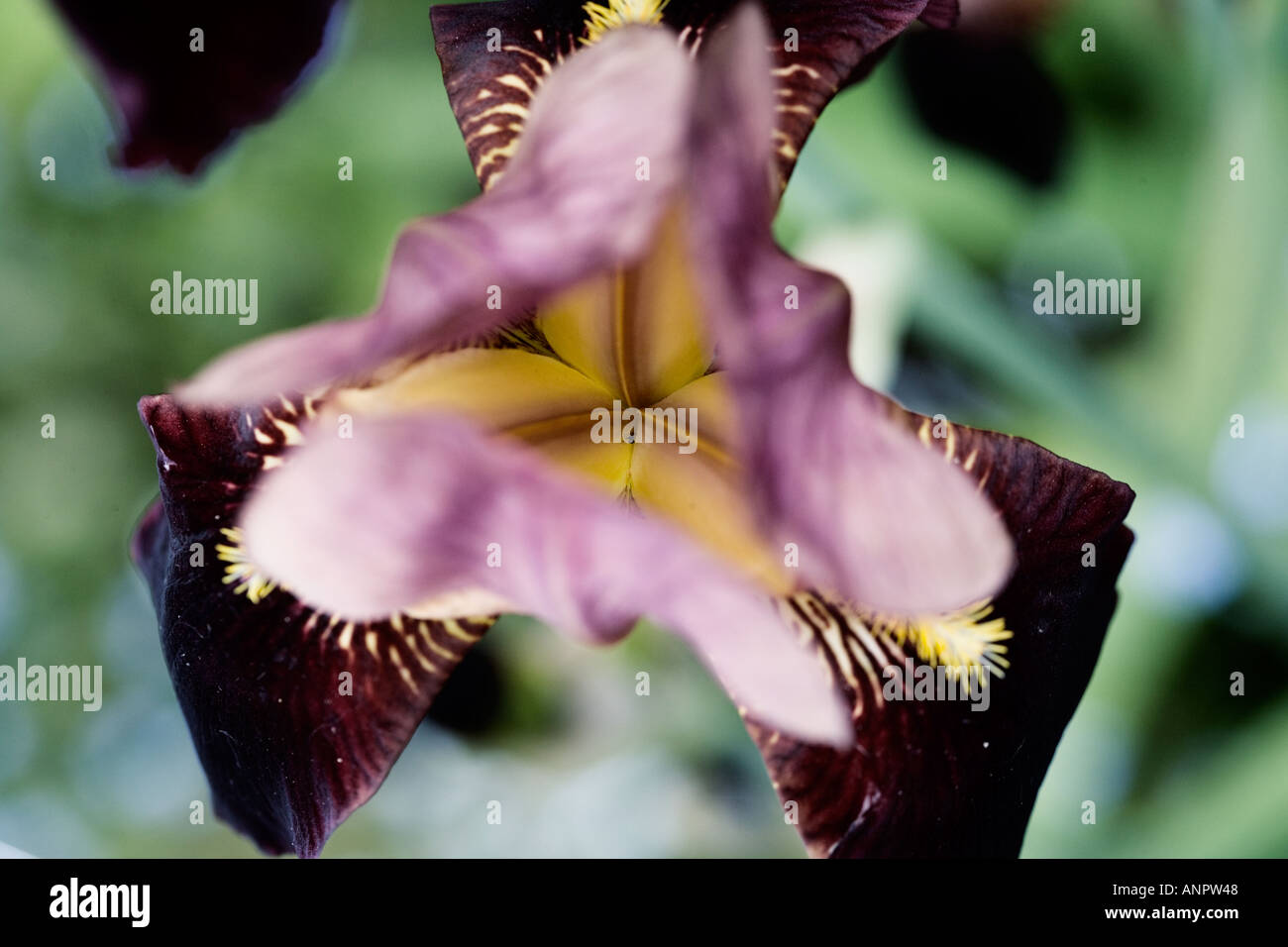 Bearded Iris 'Magic Man' Stock Photo - Alamy