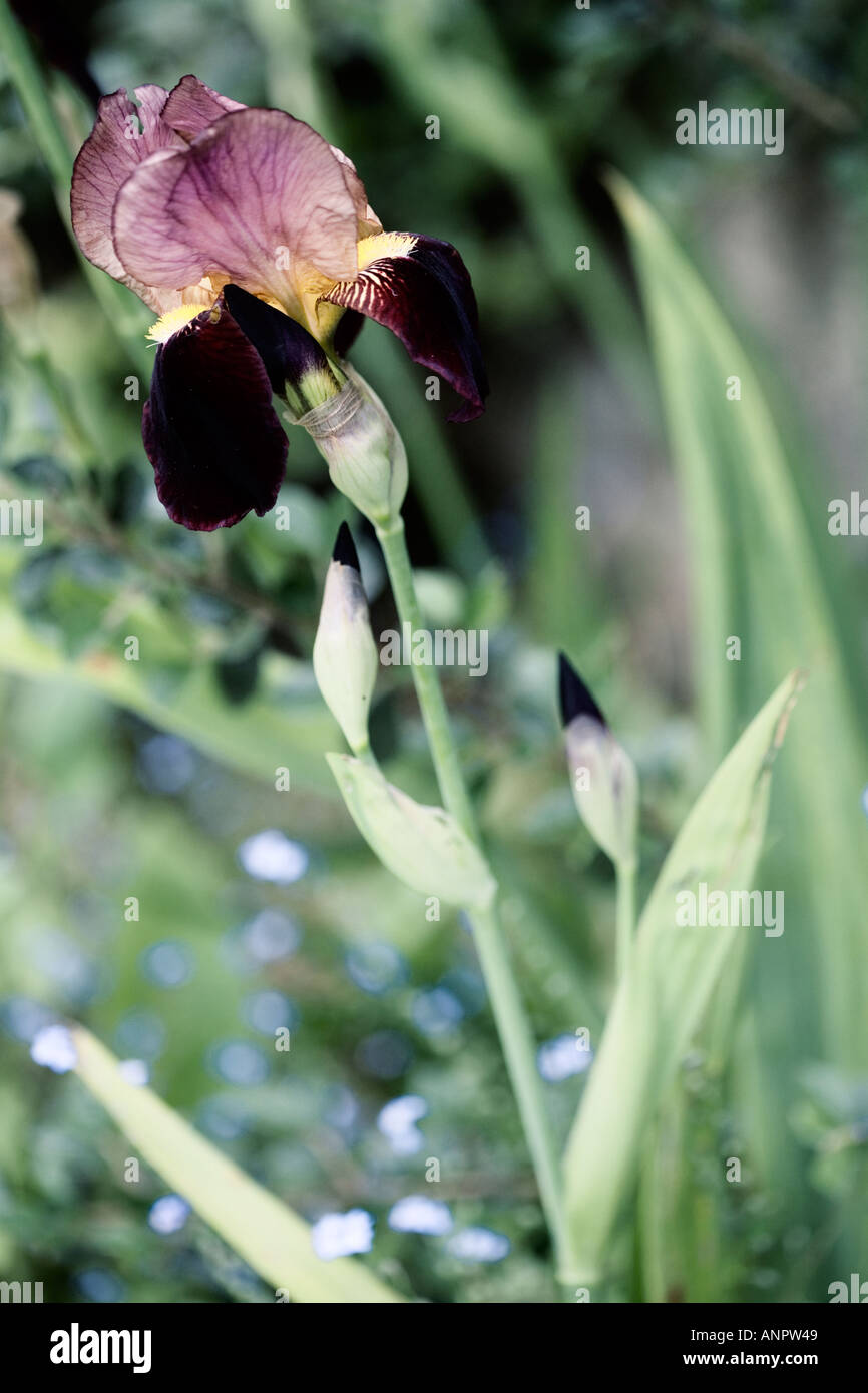 Single bearded Iris 'Magic Man' Stock Photo - Alamy