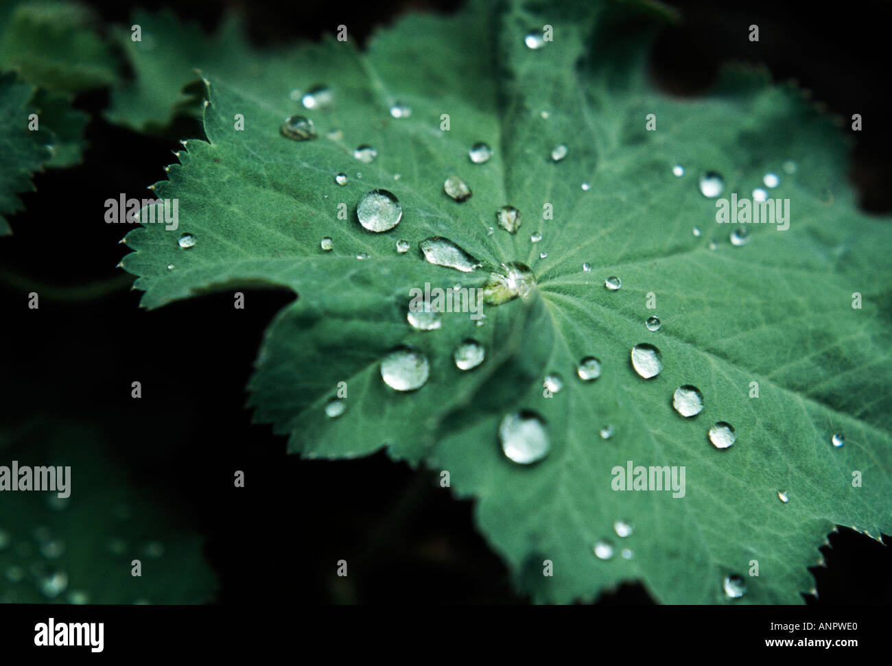 Alchemilla leaf hi-res stock photography and images - Alamy