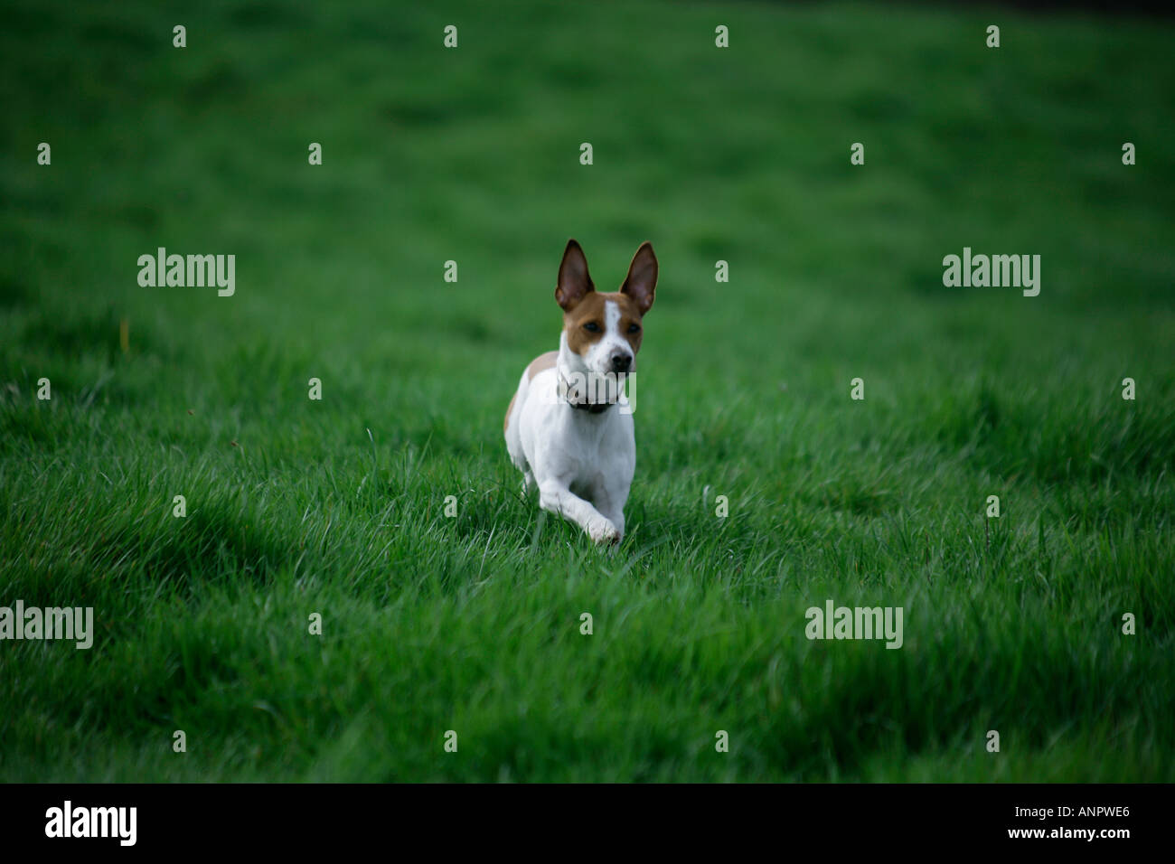 jack russell terrier running Stock Photo - Alamy