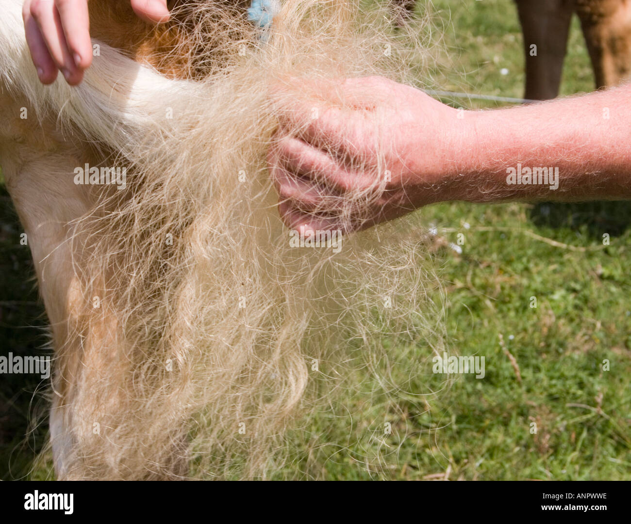 Brushed tail hi-res stock photography and images - Alamy