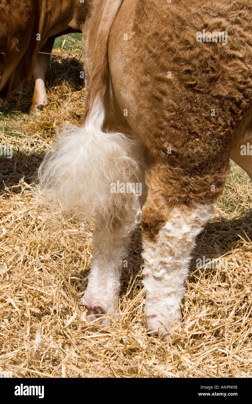 Cow with brushed up tail at agricultural show Stock Photo - Alamy