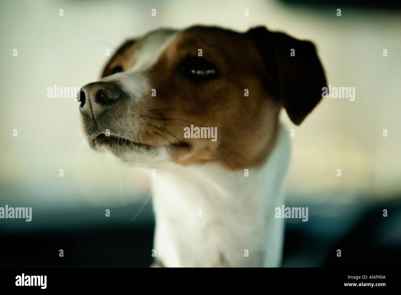 Jack russell terrier hi-res stock photography and images - Alamy