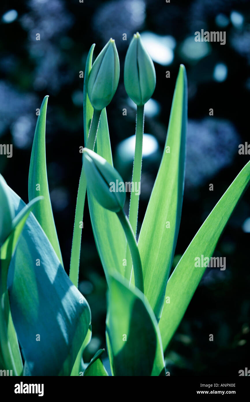 New flora amsterdam hi-res stock photography and images - Alamy