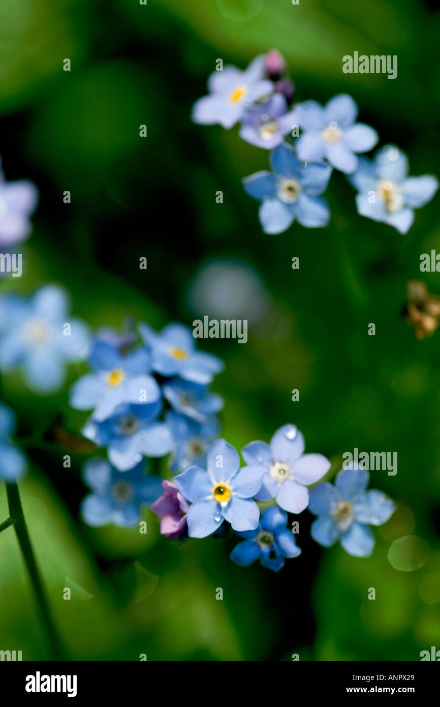 Cluster of forget me nots hi-res stock photography and images - Alamy