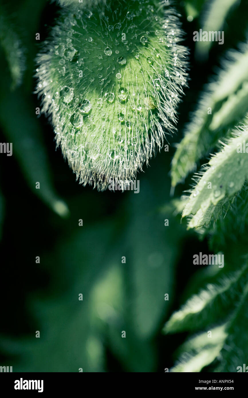 Poppy oriental poppy hi-res stock photography and images - Alamy