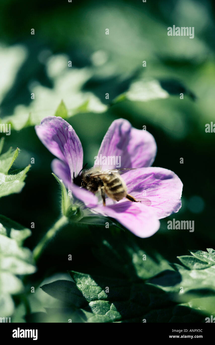 purple geranium cranesbill with bee Stock Photo - Alamy