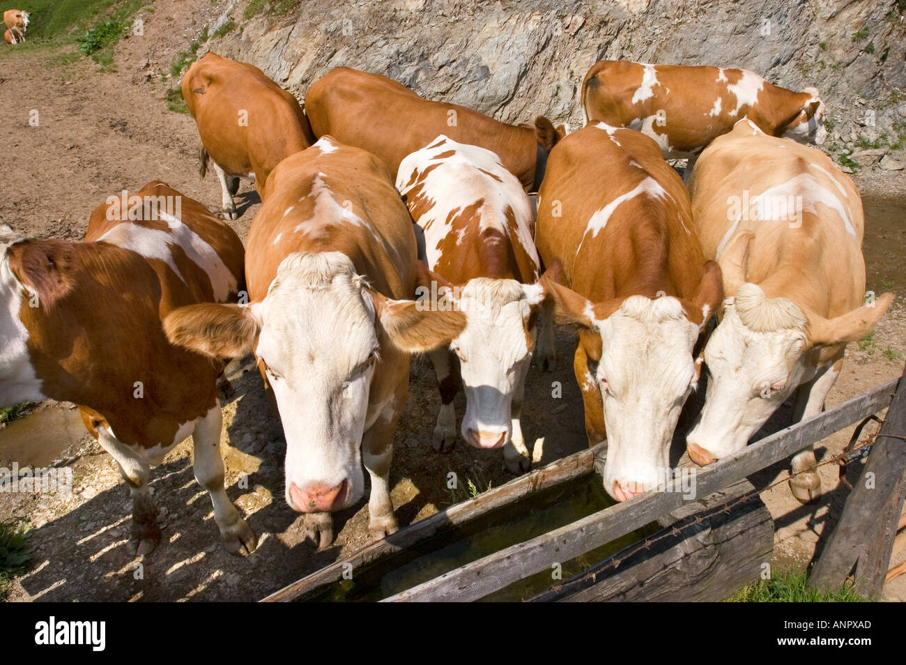 several cows in a mountain pasture Idyll idyllic farmer cows Stock ...
