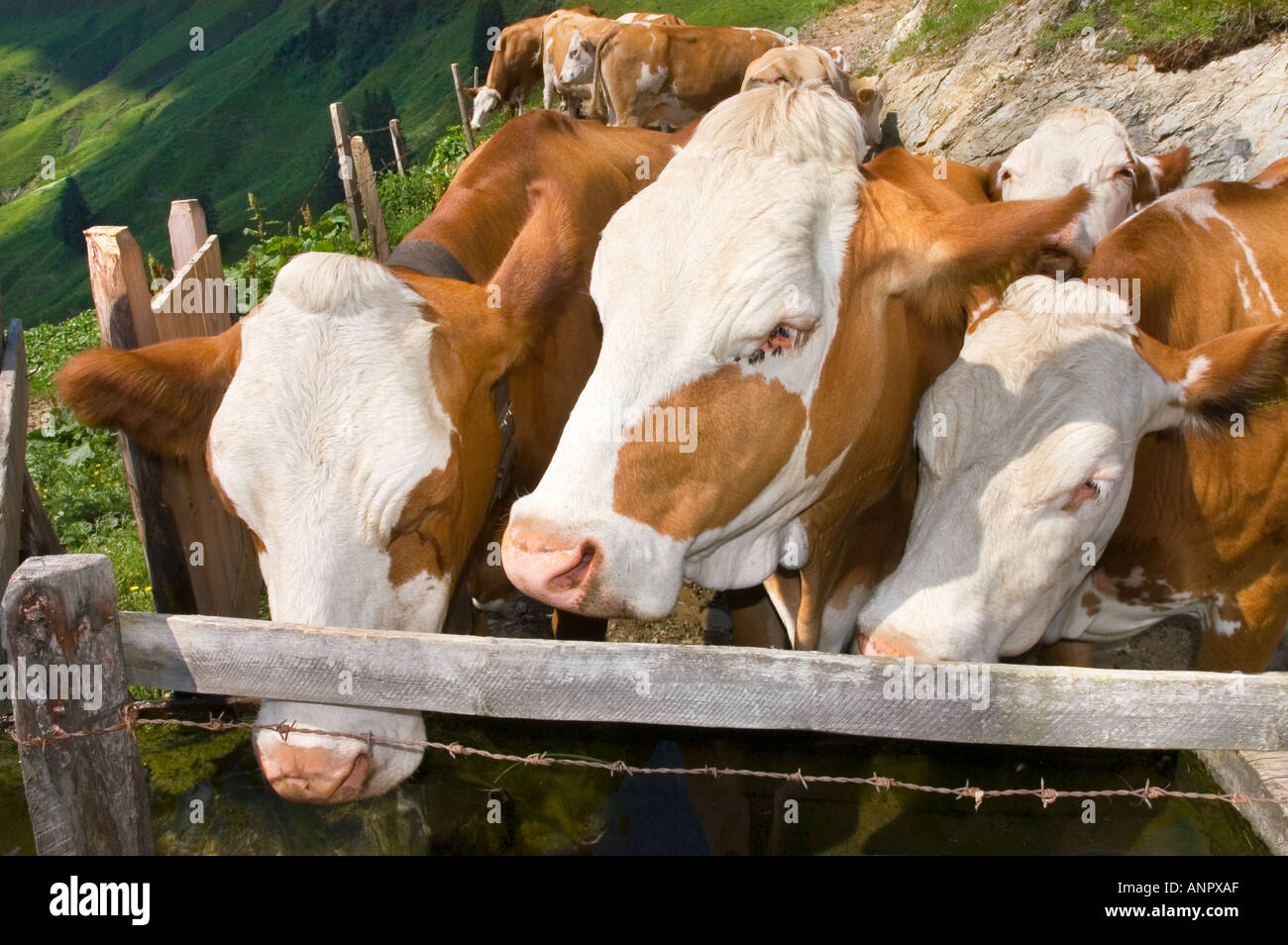 Sick cow healthy cow hi-res stock photography and images - Alamy