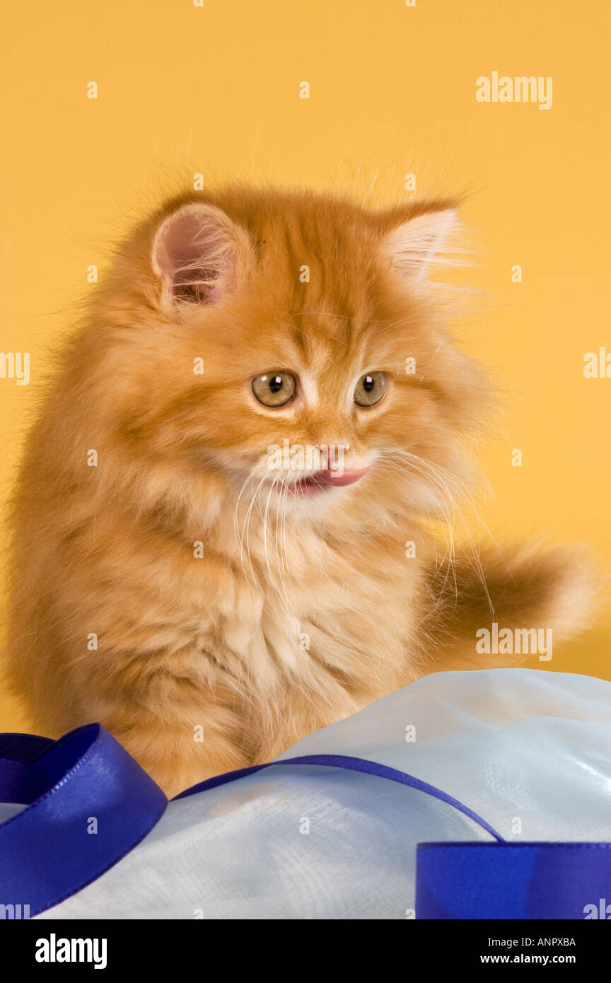 young red persian cat male cat tomcat male-cat Show Cat looking looks ...