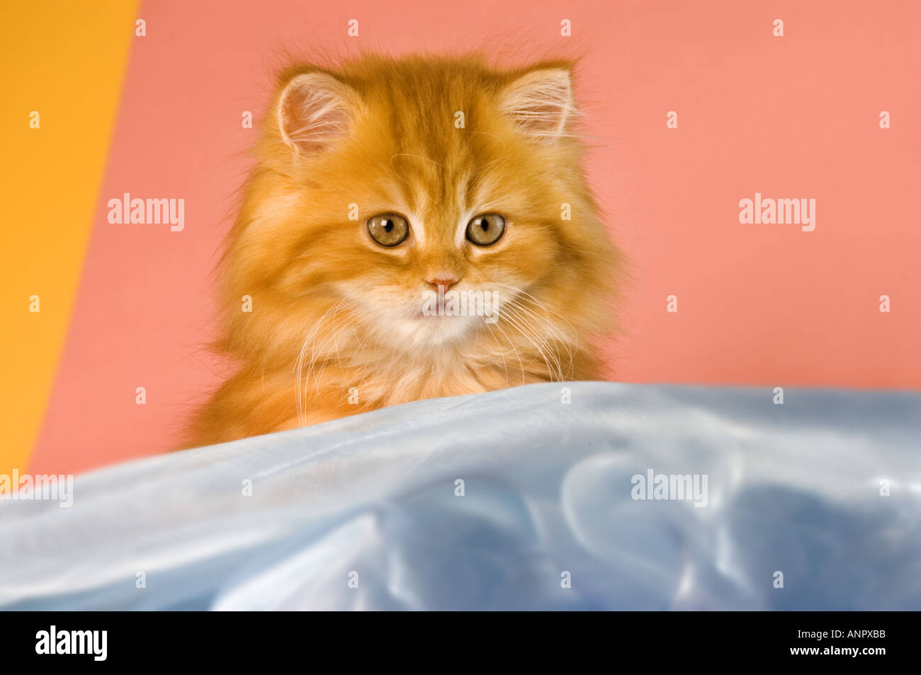 young red persian cat male cat tomcat male-cat Show Cat looking looks ...