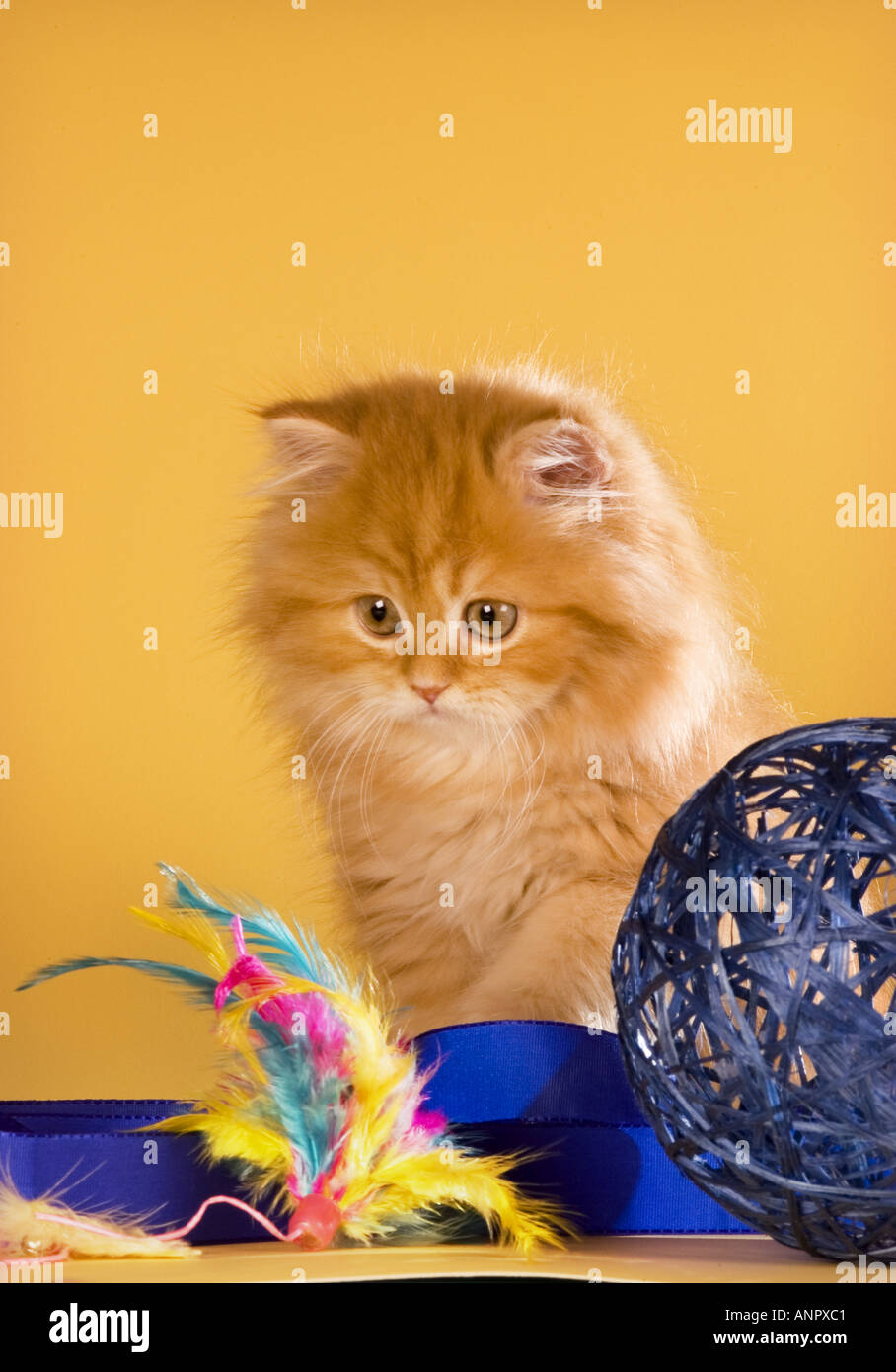 young red persian cat male cat tomcat male-cat Show Cat playing with ...