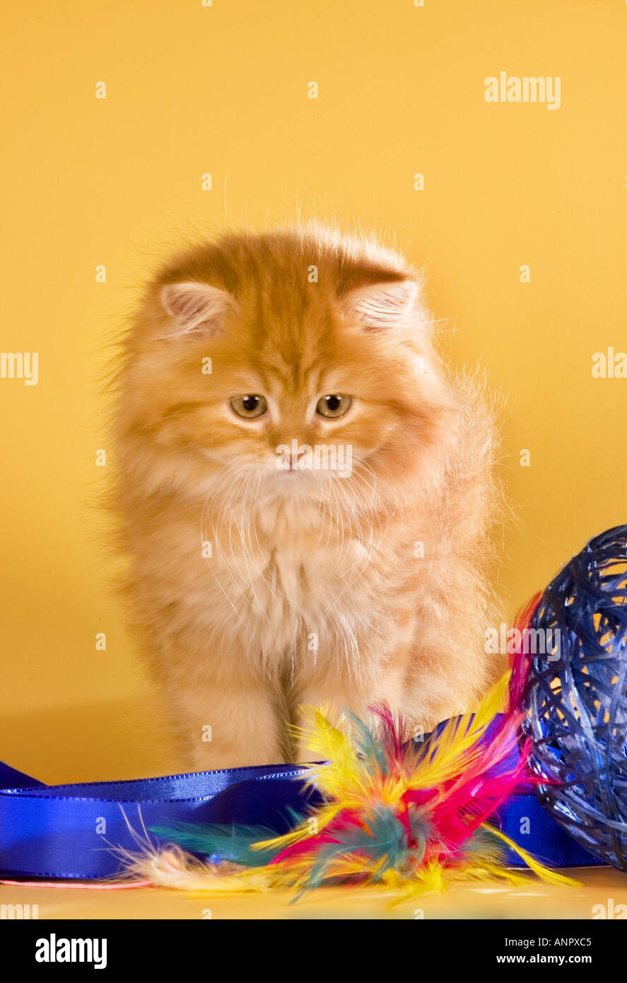 young red persian cat male cat tomcat male-cat Show Cat playing with ...