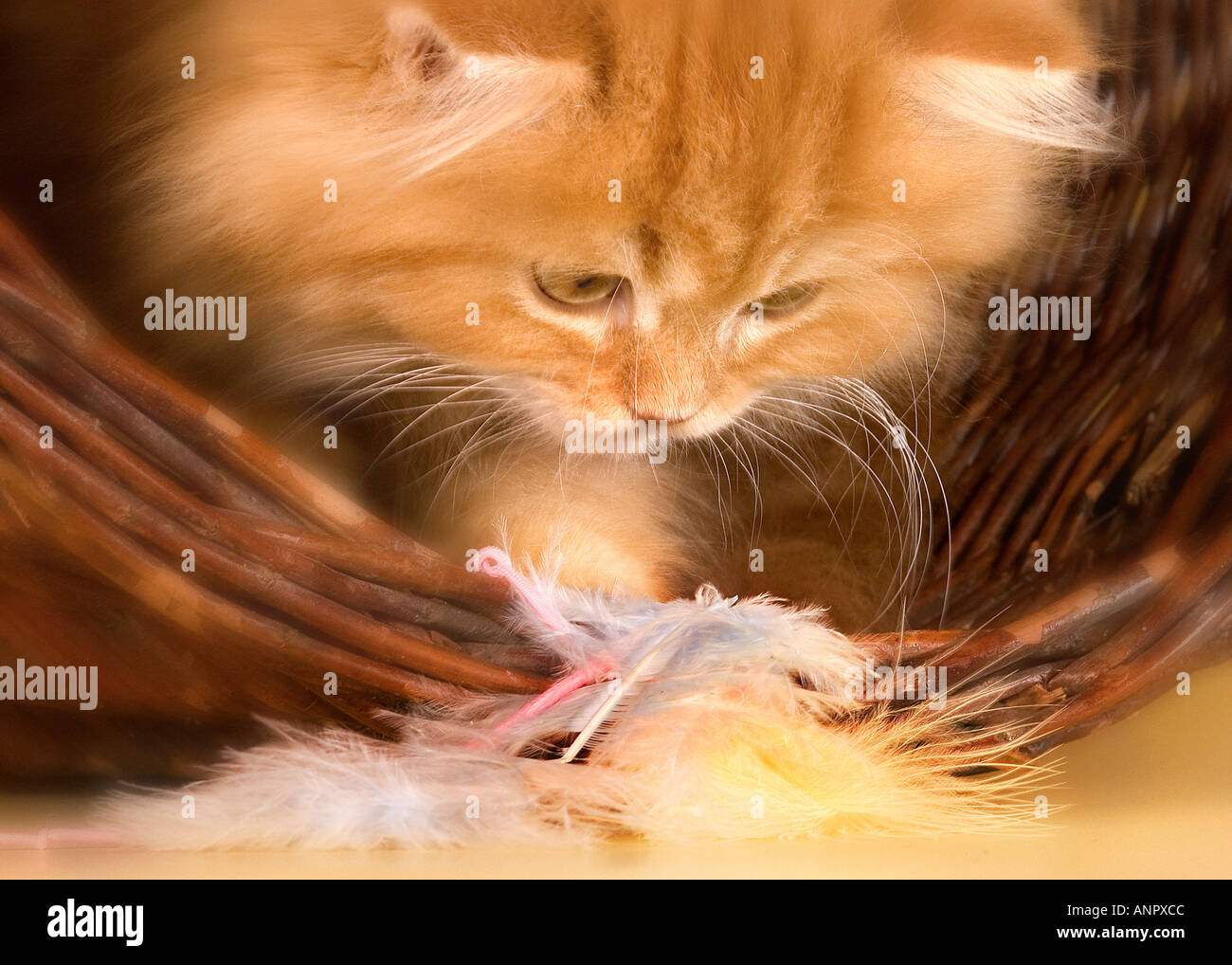 young red persian cat male cat tomcat male-cat Show Cat playing with ...