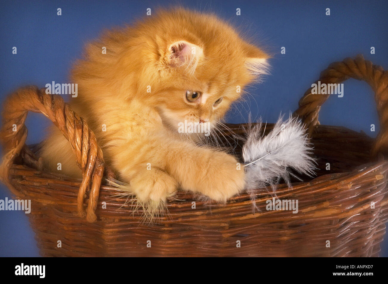 Creme persian cat hi-res stock photography and images - Alamy