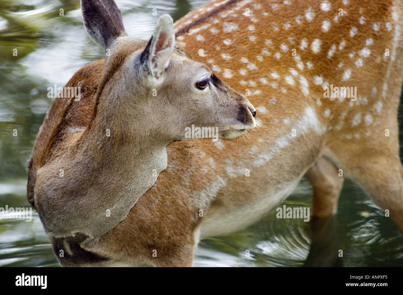 Red deer looking behind hi-res stock photography and images - Alamy