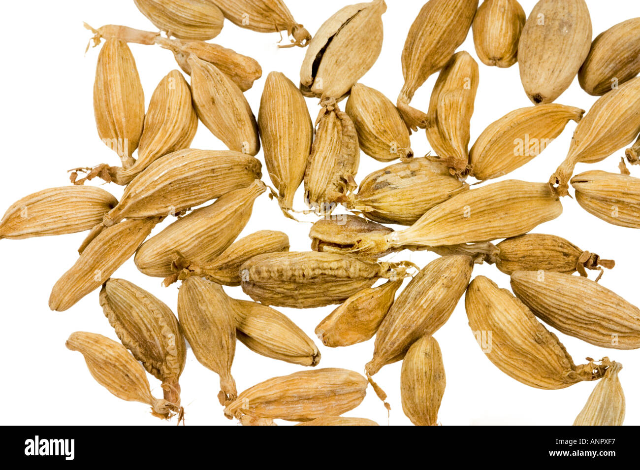 CARDAMOM kardamom kardamon cardamon fruit SPICE Stock Photo - Alamy