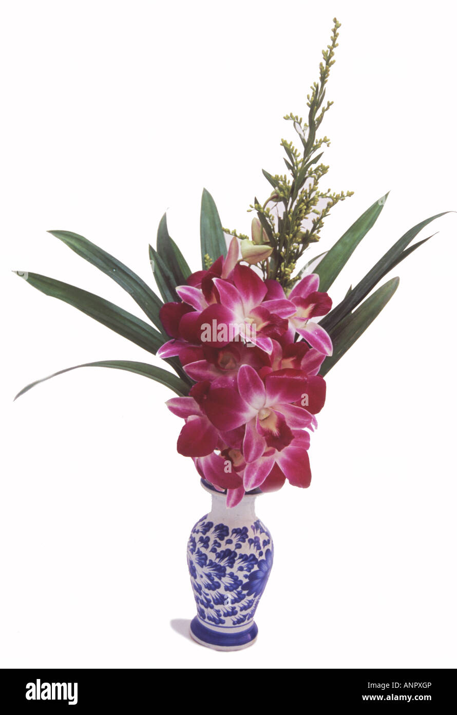 Colorful exotic tropical flower Cut Out Stock Images & Pictures - Alamy