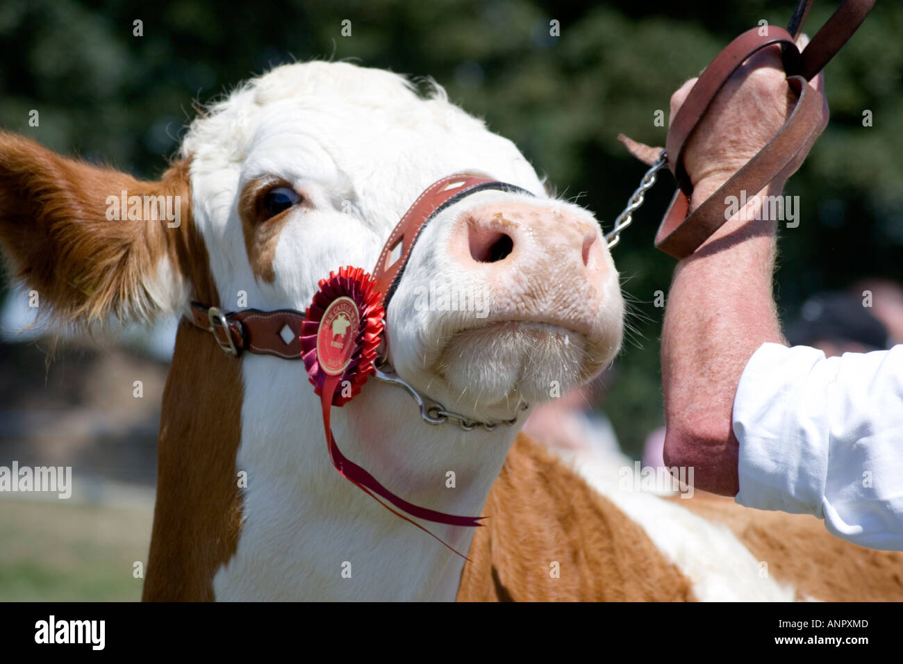 Prize winning bull farmer hi-res stock photography and images - Alamy