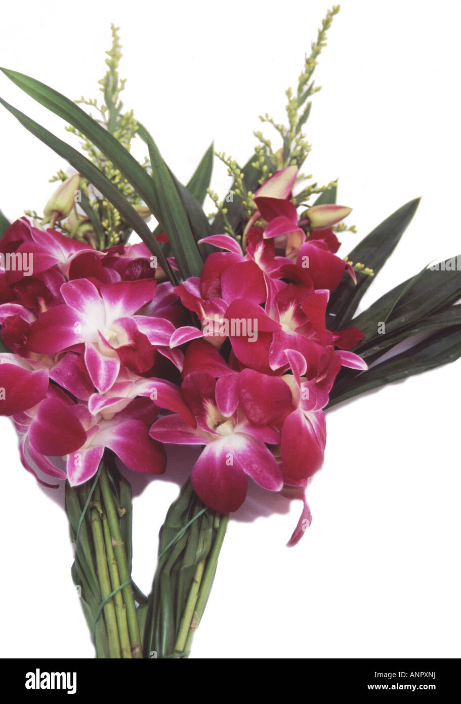 Colorful exotic tropical flower Cut Out Stock Images & Pictures - Alamy