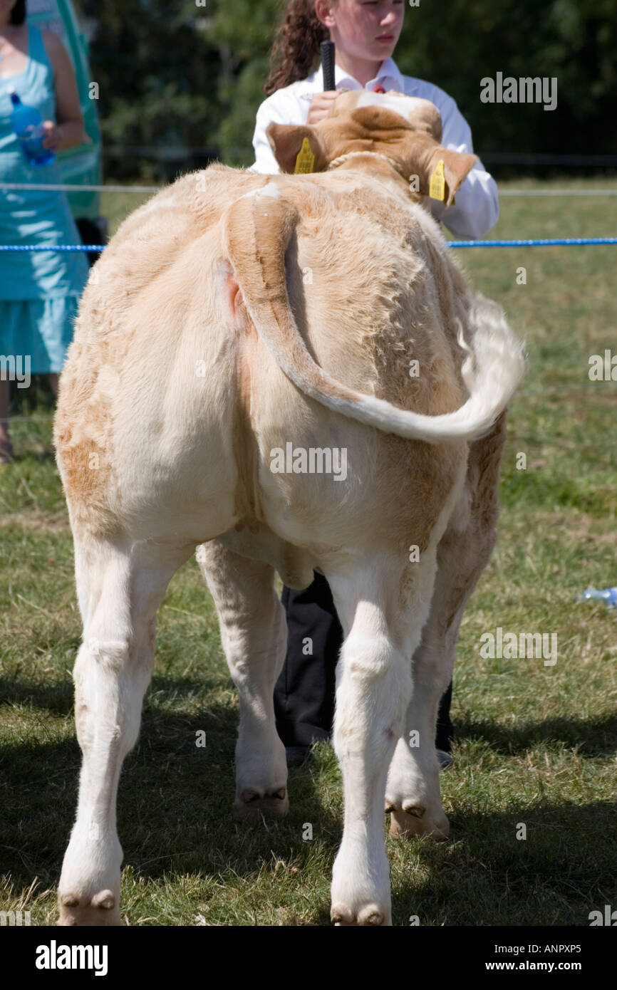 Cattle being groomed shown and judged at agricultural show Limerick ...