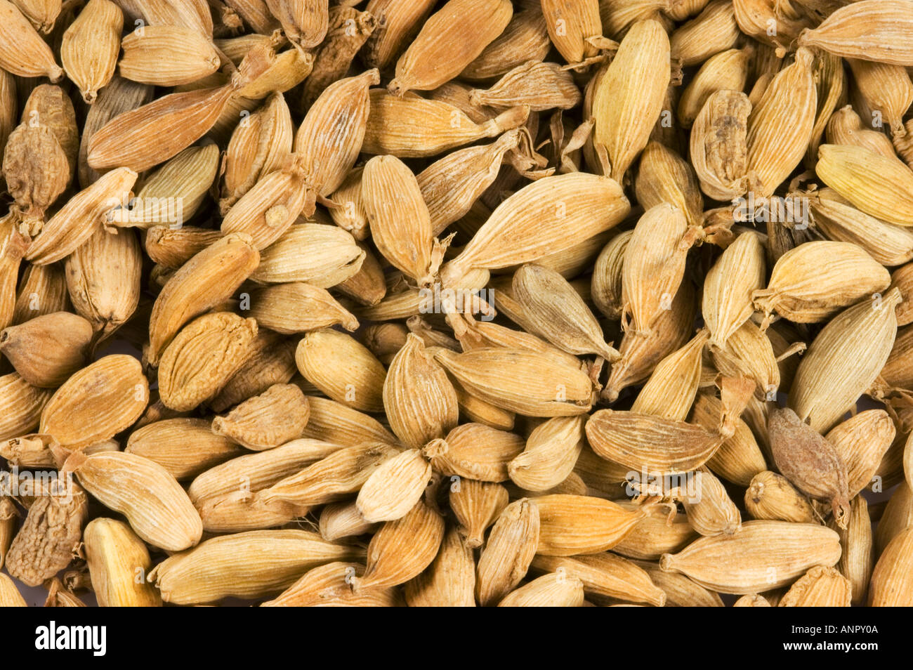 CARDAMOM kardamom kardamon cardamon fruit SPICE Stock Photo - Alamy