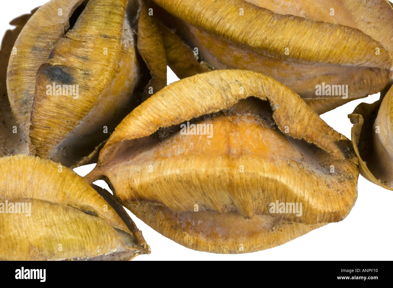 CARDAMOM kardamom kardamon cardamon fruit SPICE Stock Photo - Alamy