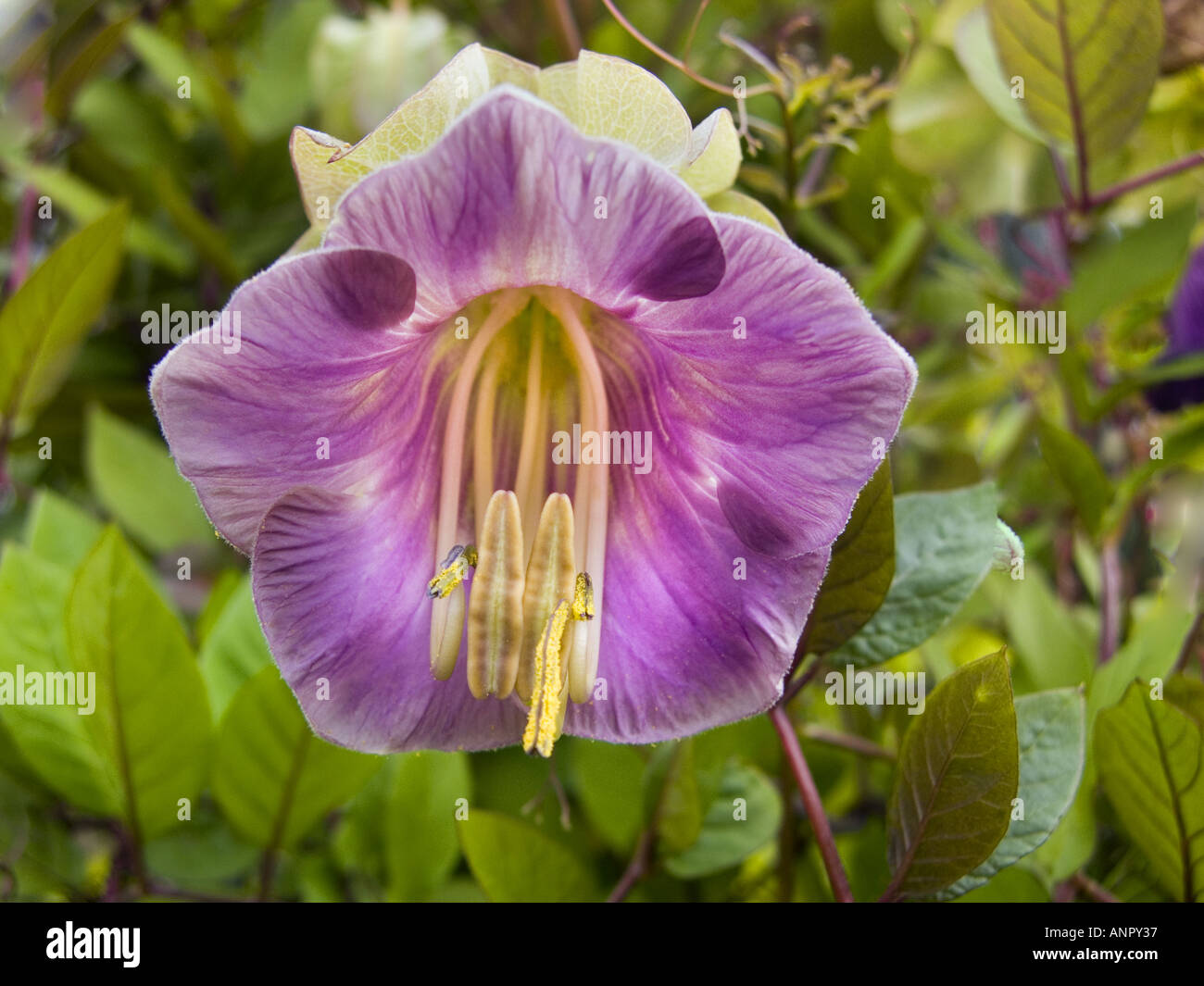 Cobaea scandens wild hi-res stock photography and images - Alamy
