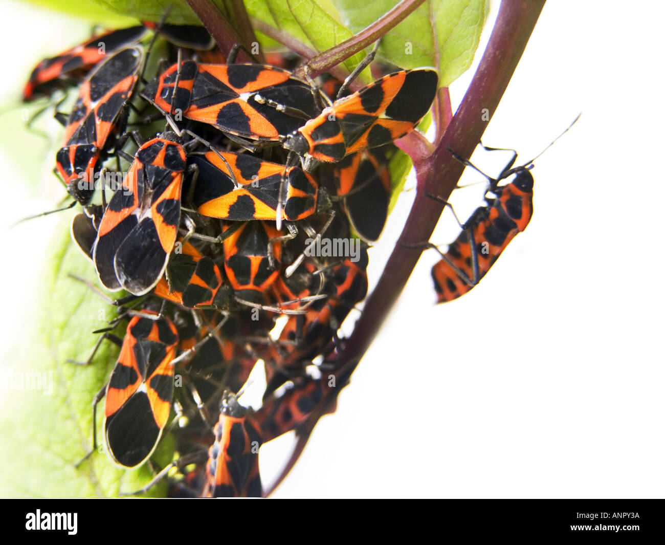 mass of FIRE BUGS Pyrrhocoris apterus bulk Scantius aegyptius Stock ...