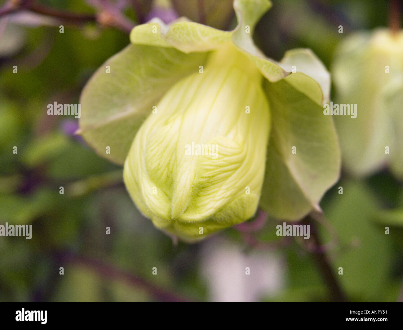 Cobaea scandens white hi-res stock photography and images - Alamy