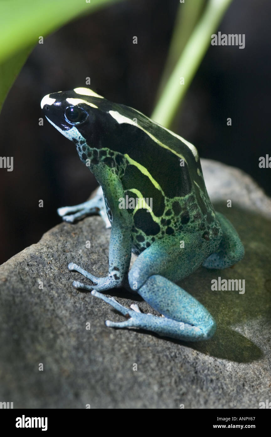 dendrobates tinctorius frog poison poisonarrow frog dangerous danger ...