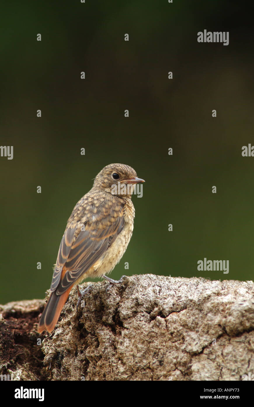 Juvenile redstart hi-res stock photography and images - Alamy