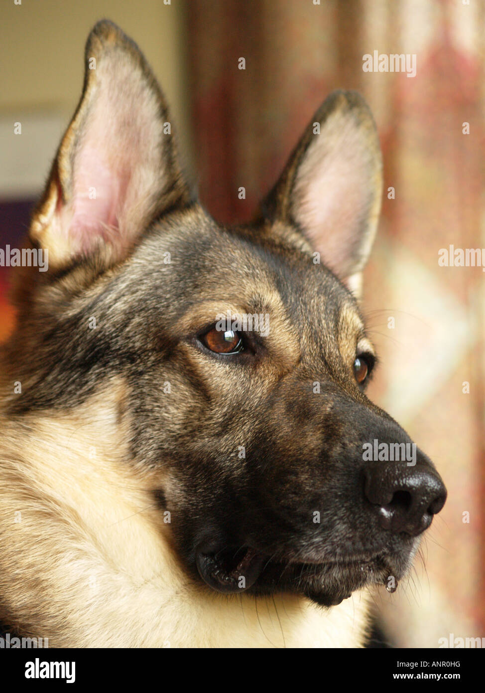 German shepherd dog portrait Stock Photo - Alamy
