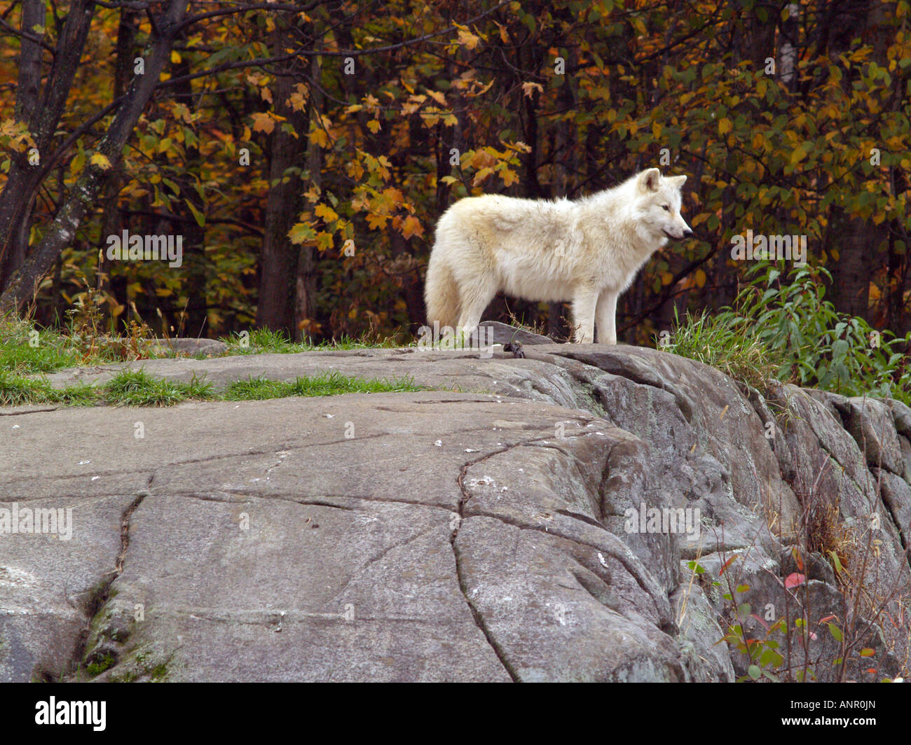 Arctic wolf stood on rock Stock Photo - Alamy