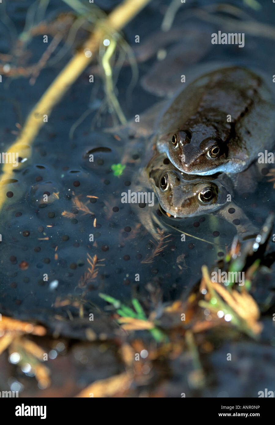 frogs mating in a water pool Stock Photo - Alamy
