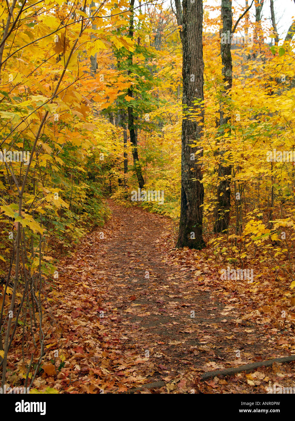 Woodland path Lac Monroe Canada Stock Photo - Alamy