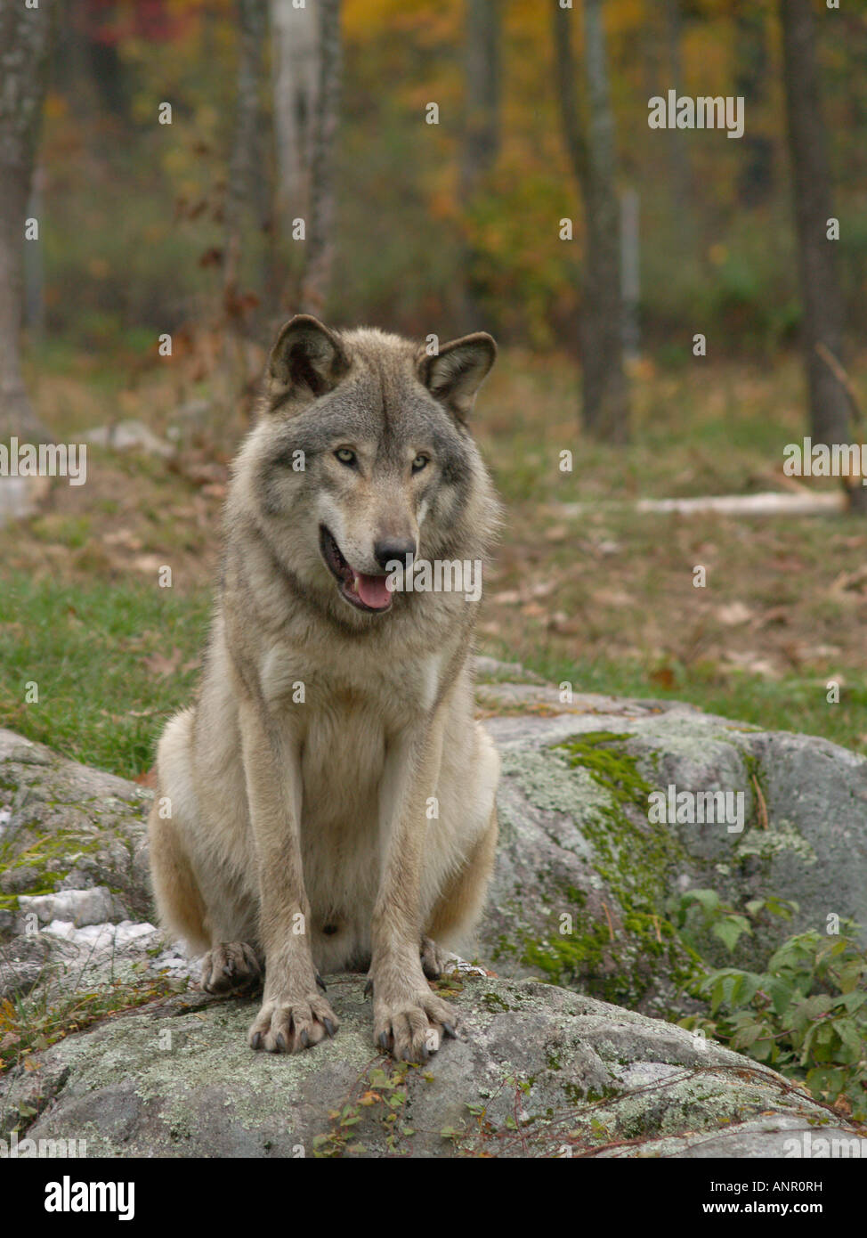 Wolf Sitting Back View