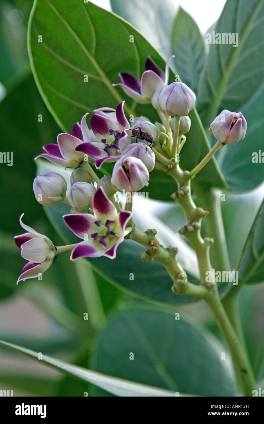 Bloom of a Calotropis bush Stock Photo - Alamy