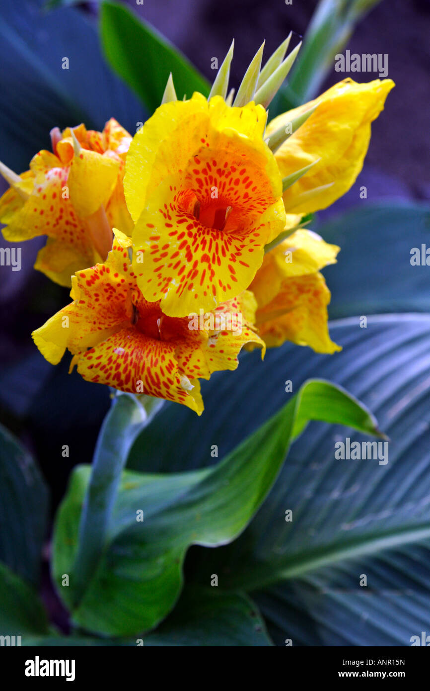 Detail of a Canna flower Stock Photo - Alamy