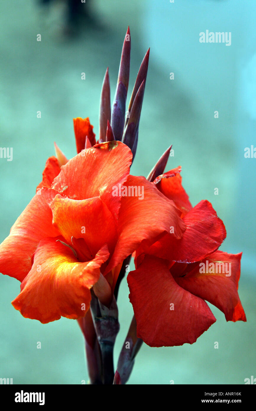 Detail of a Canna flower Stock Photo - Alamy