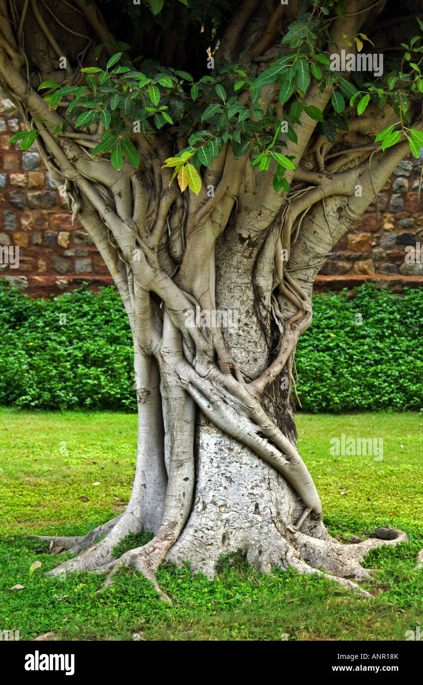 Fig tree with interesting roots Stock Photo - Alamy