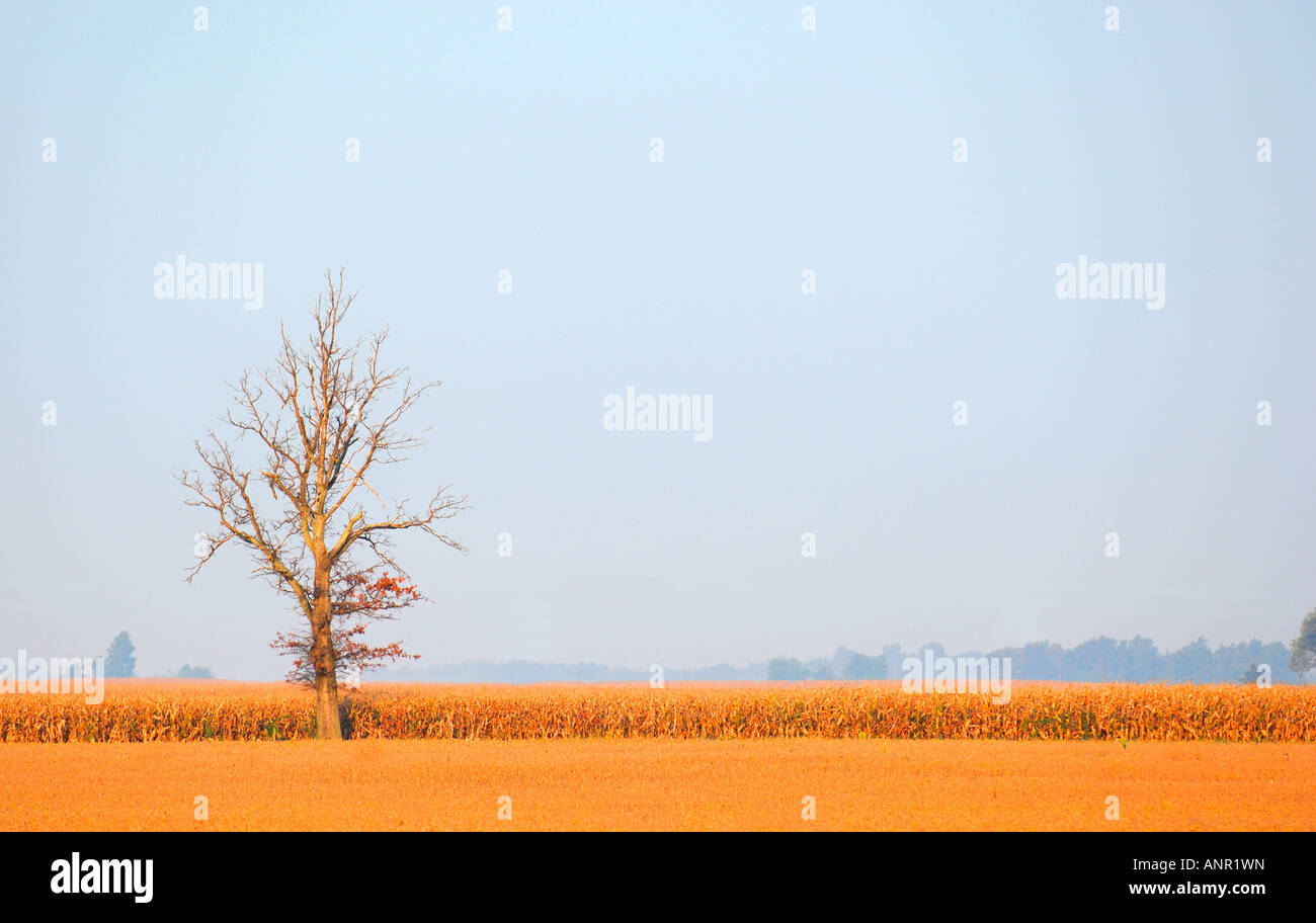 Lone tree in farm field Stock Photo - Alamy