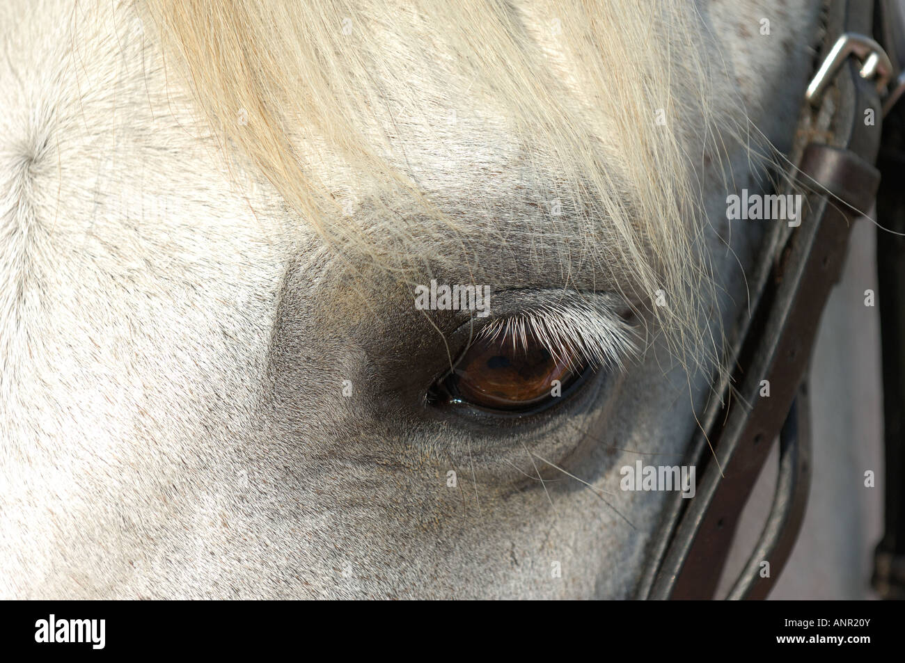 Gray dapple hi-res stock photography and images - Alamy