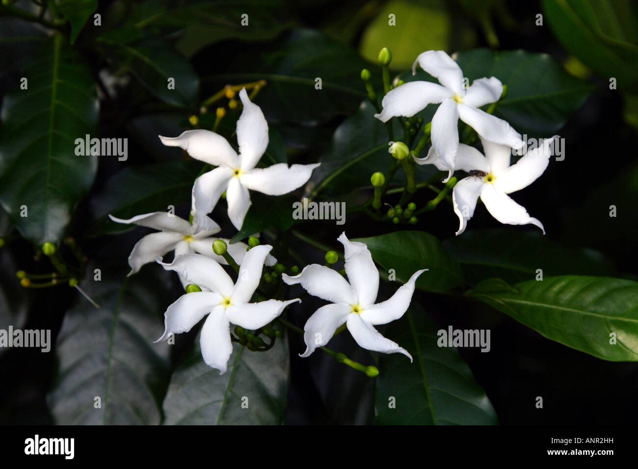 White stephanotis flowers close up hi-res stock photography and images ...