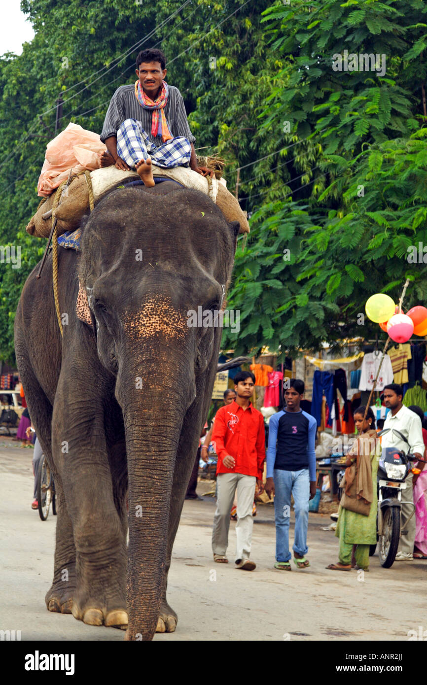 Indian man riding an elephant in Varanasi, India Stock Photo - Alamy