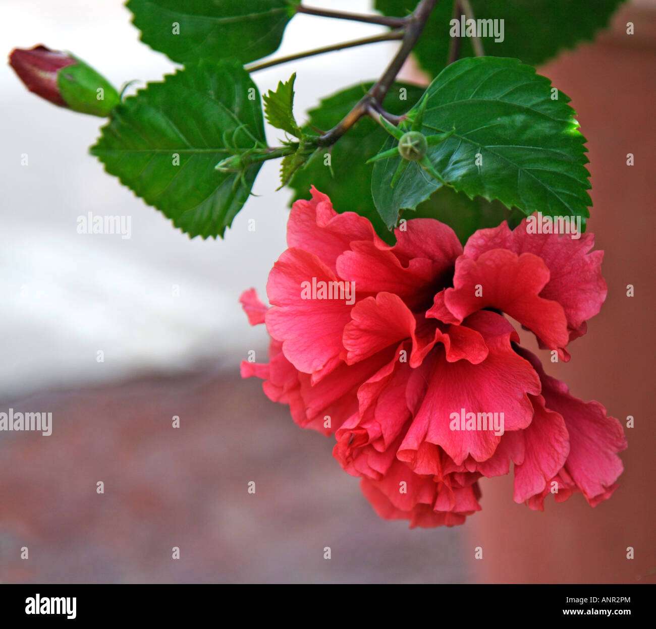 Hibiscus flower in bloom Stock Photo - Alamy