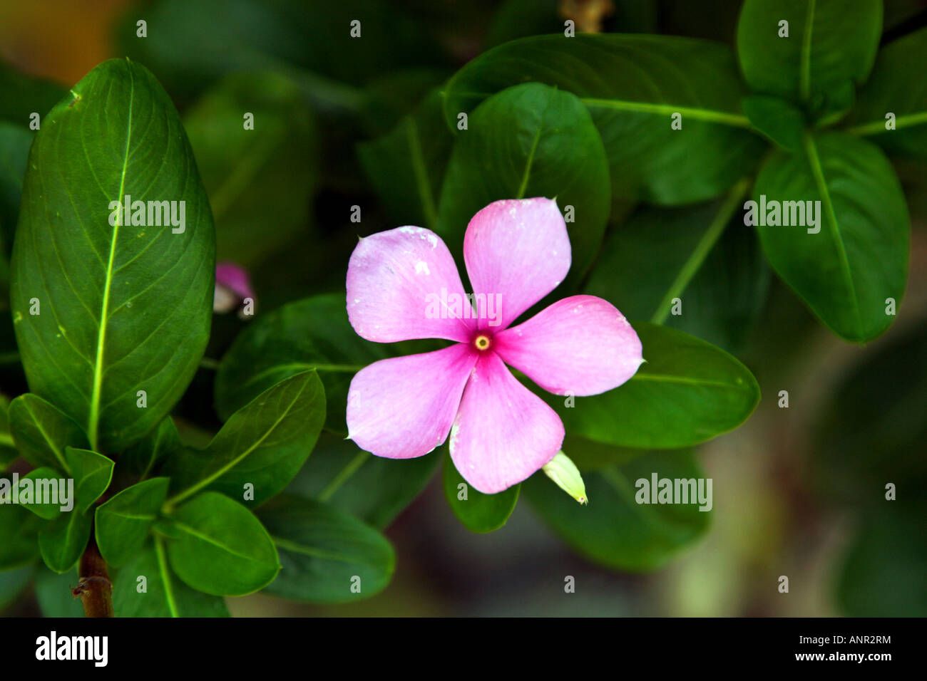 Cathranthus flower in bloom Stock Photo - Alamy