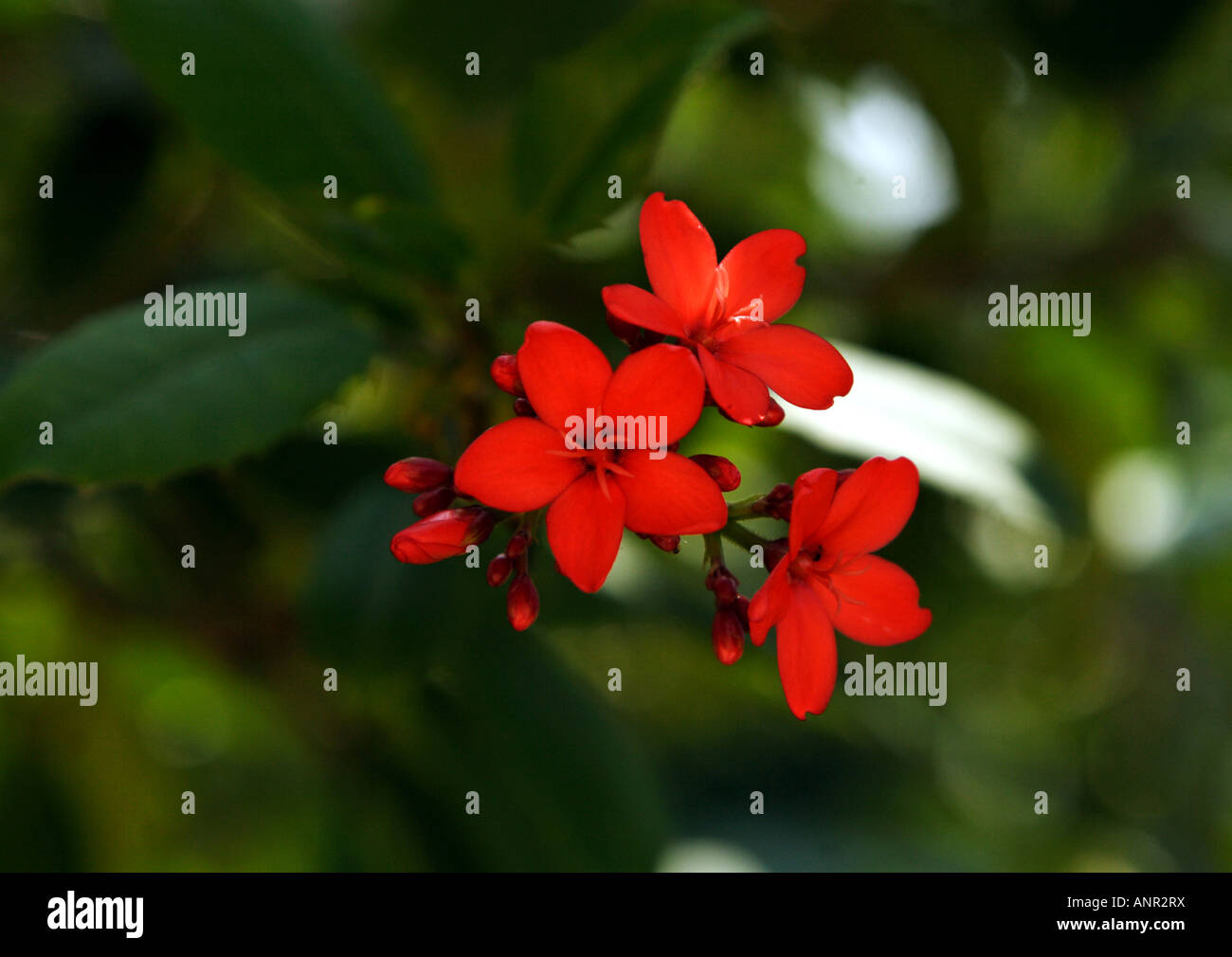 Jatropha flower in bloom Stock Photo - Alamy