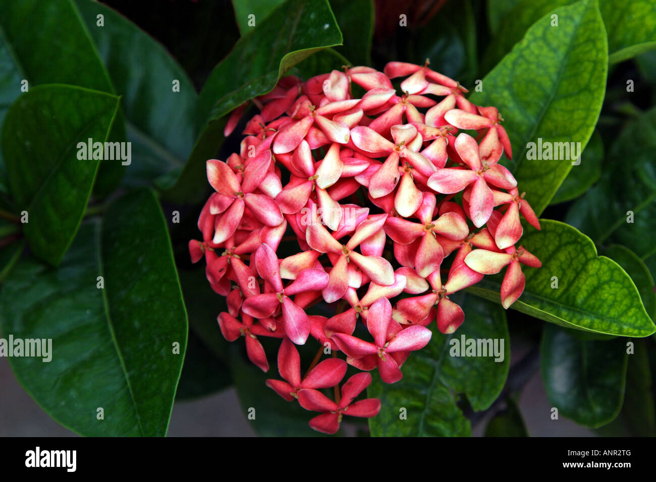 Ixora hi-res stock photography and images - Alamy